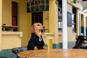 Enjoy a paw-fect day on The Parade with Instagram sensation Mr. Chuck ...