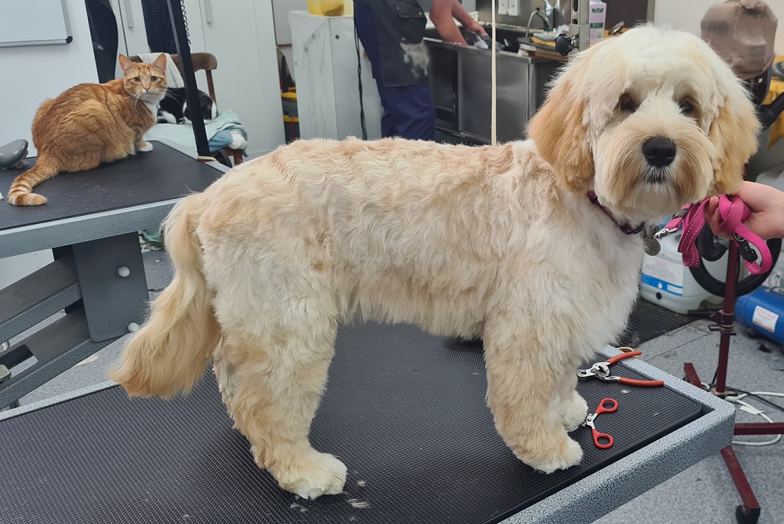 Make Sure Your Dog is Looking – and Feeling – its Very Best this ...